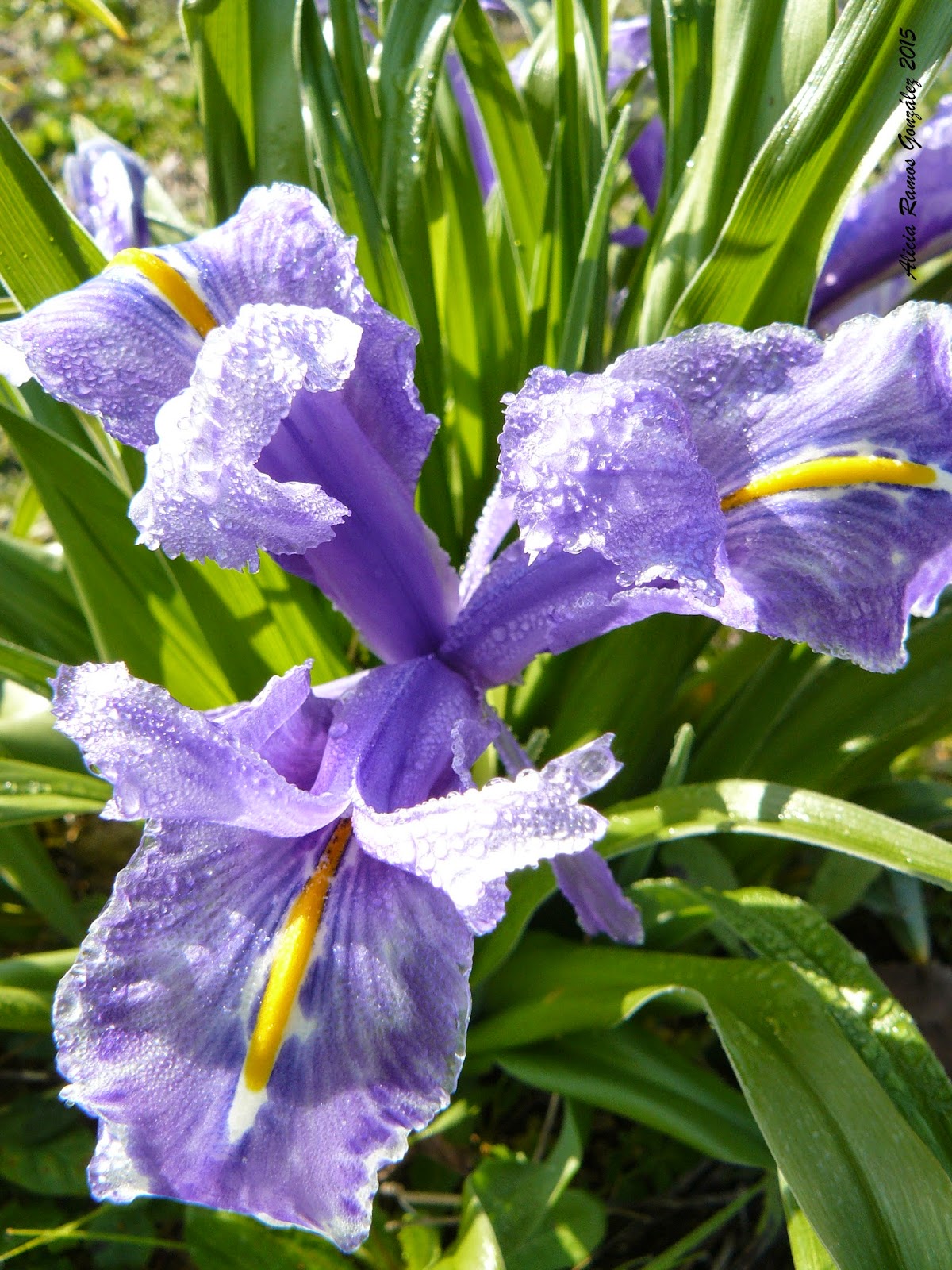 Aliki-Nature: Lirios de invierno: azules de la tierra al cielo