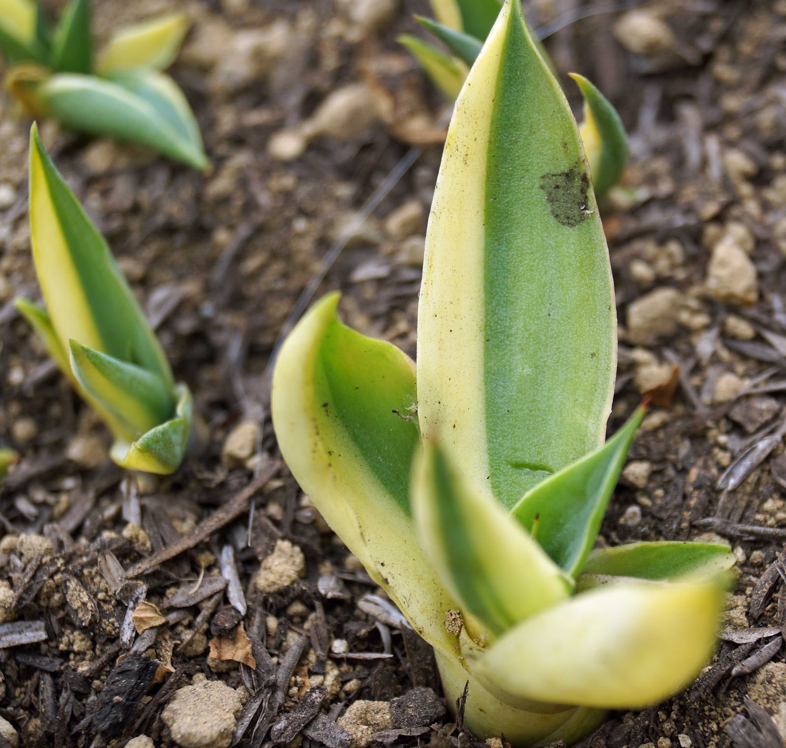 Agave Desmettiana Bloom Update: Bulbil Variegation Variations