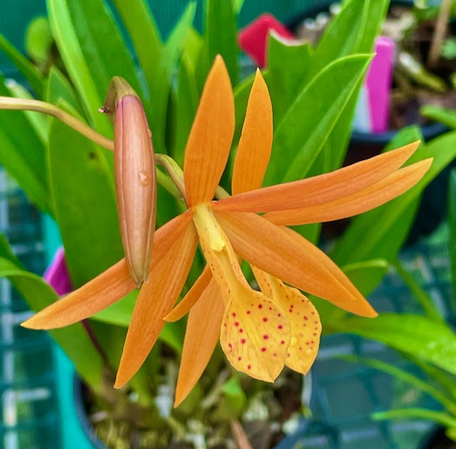 Rustnstuff: Brilliance of orchids and other bits