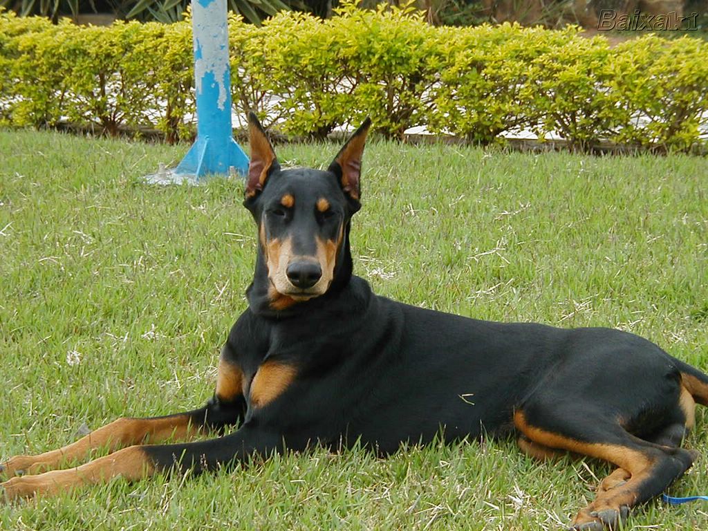 Doberman Pinscher collection
