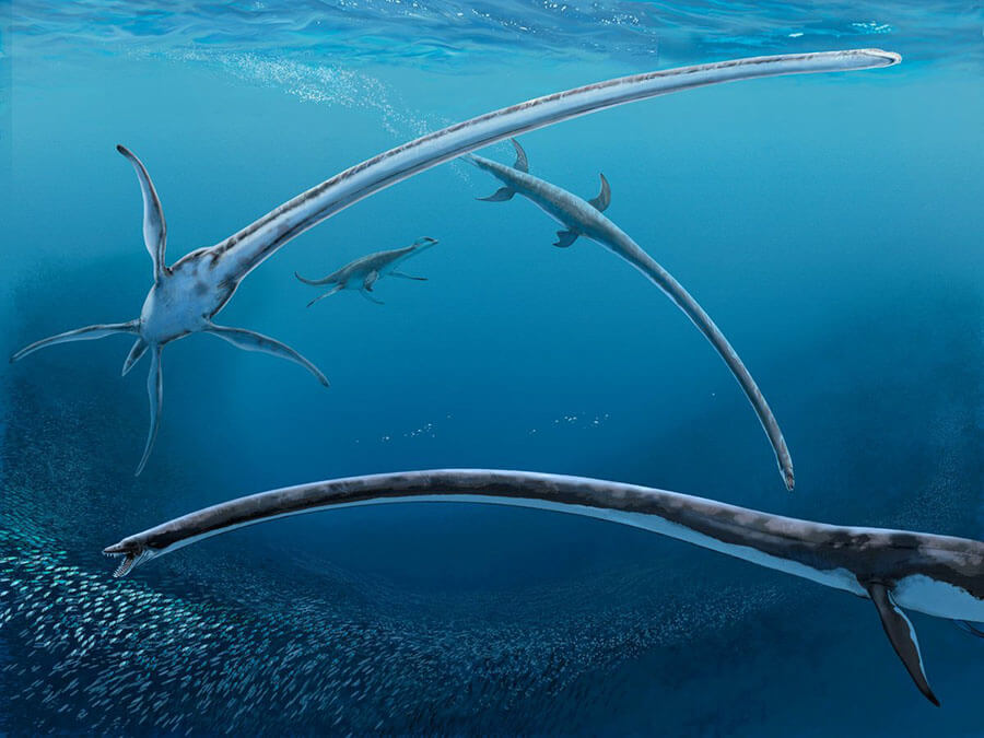 Mundo Pré-Histórico: Plesiossauros (Plesiosauria)