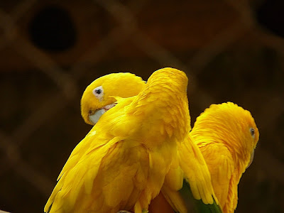 Top 10 Odd Colored Beautiful Parrots