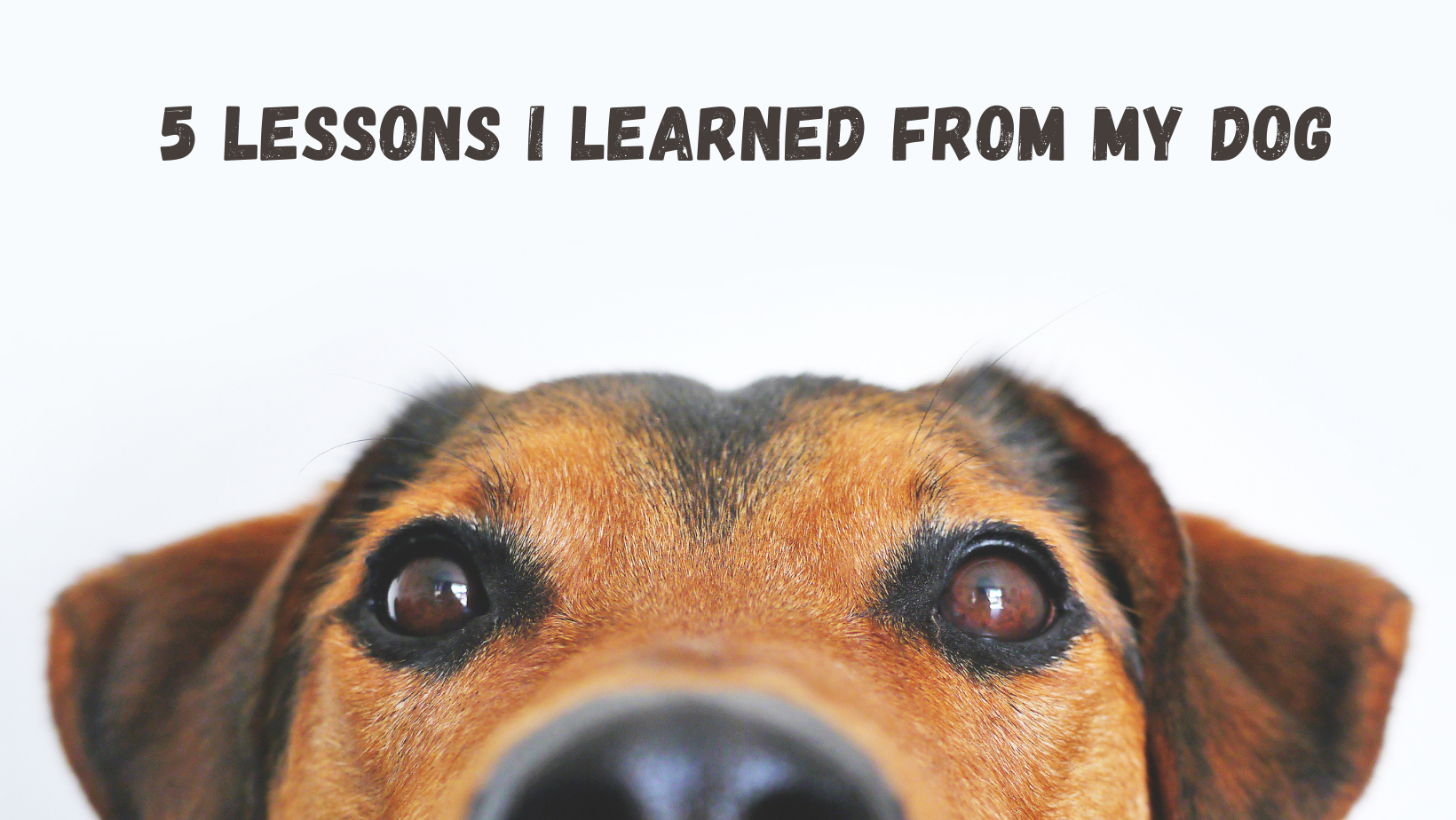 5 Lessons I Learned From My Dog