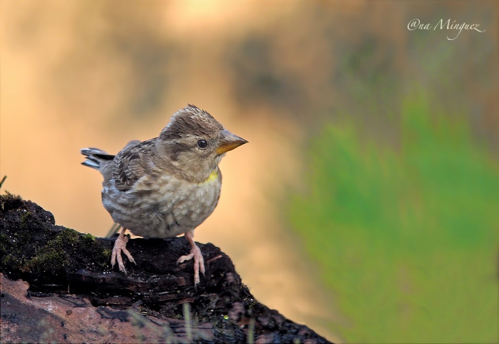 NATURANAFOTOS: octubre 2013