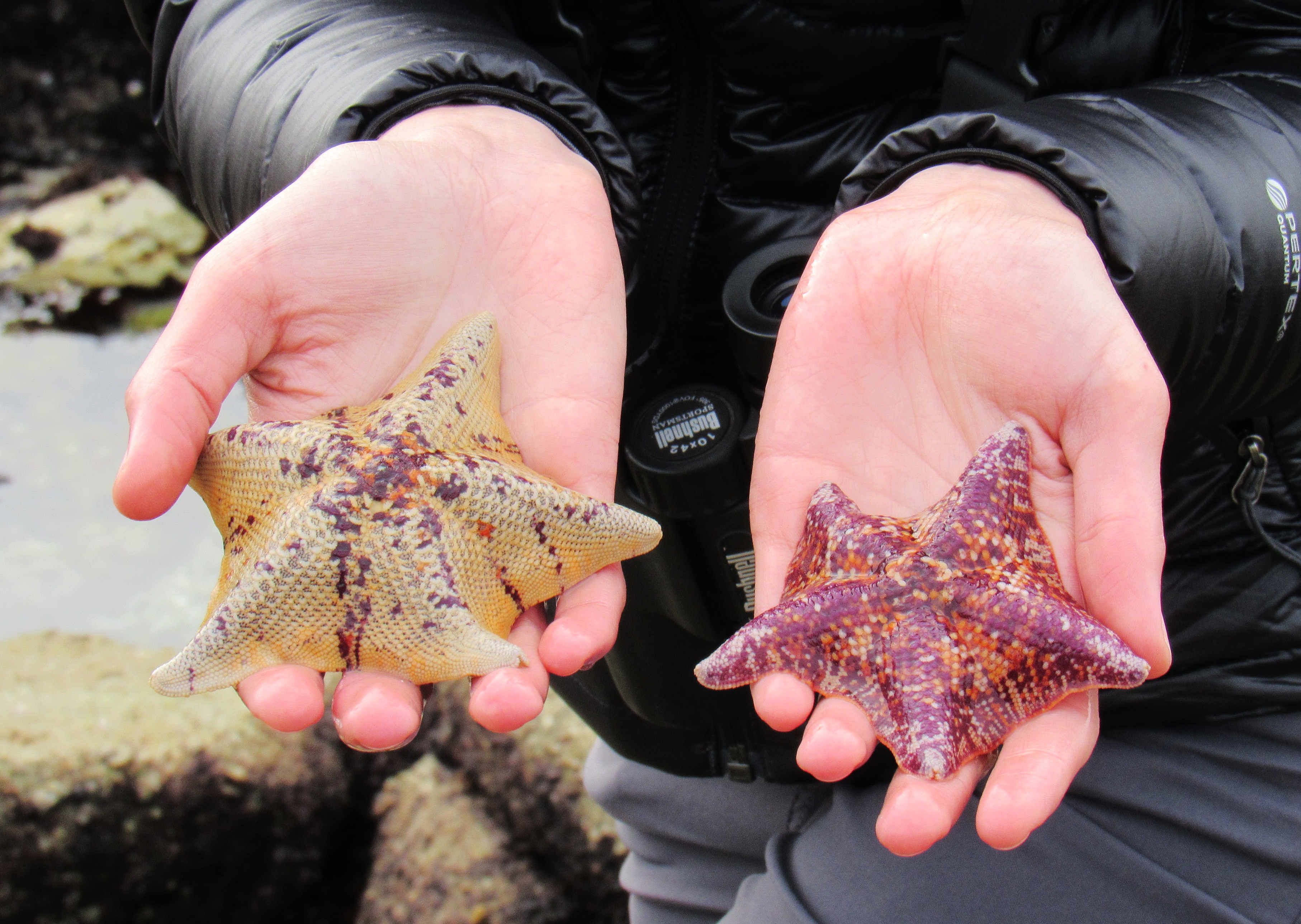 Tidepool Treasures: Bat Stars