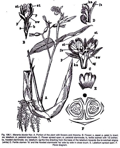 PLANT FAMILIES OF PUERTO RICO AND FLORIDA PAPO VIVES: MARANTHACEAE ...