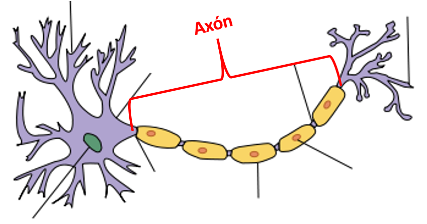 3.- ANATOMÍA DE LA NEURONA