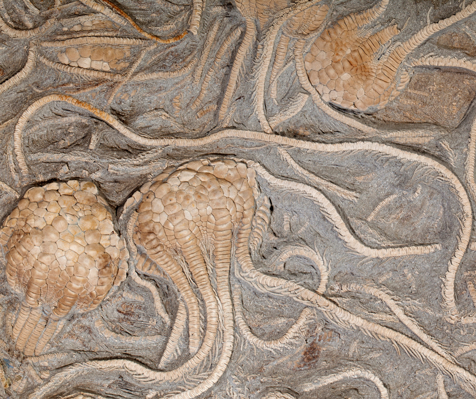 FOSSIL HUNTRESS: FOSSIL CRINOID: UINTACRINUS OF UTAH