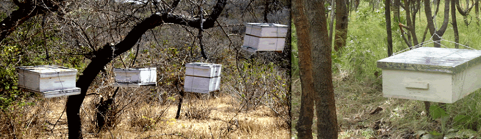 SF KHAMIS TRADERS: Kuganda kwa Asali