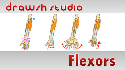 Drawsh: The Flexor Muscles