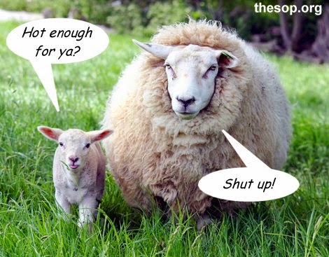 Terrierman's Daily Dose: Talk Is Sheep