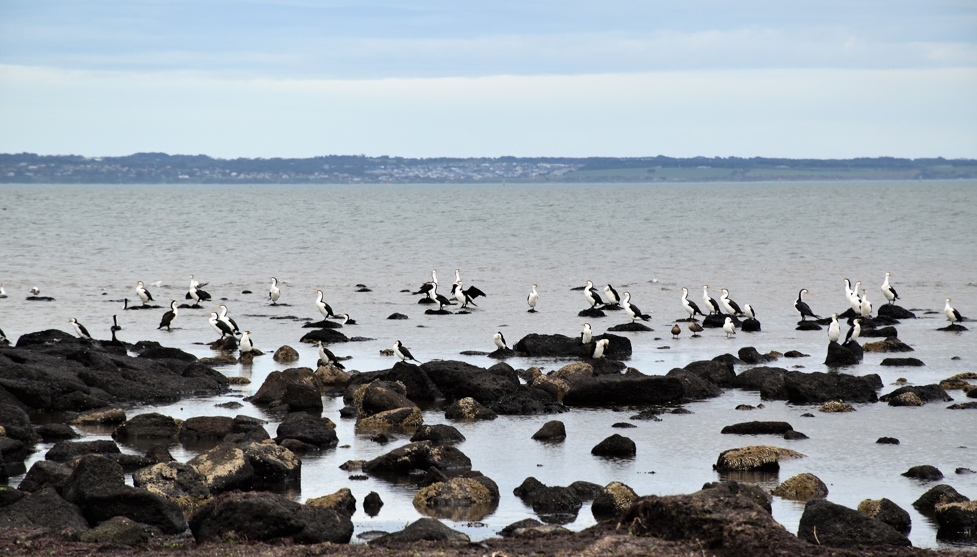 Goin' Feral One Day At A Time: Kirk Point Walk - July 2021
