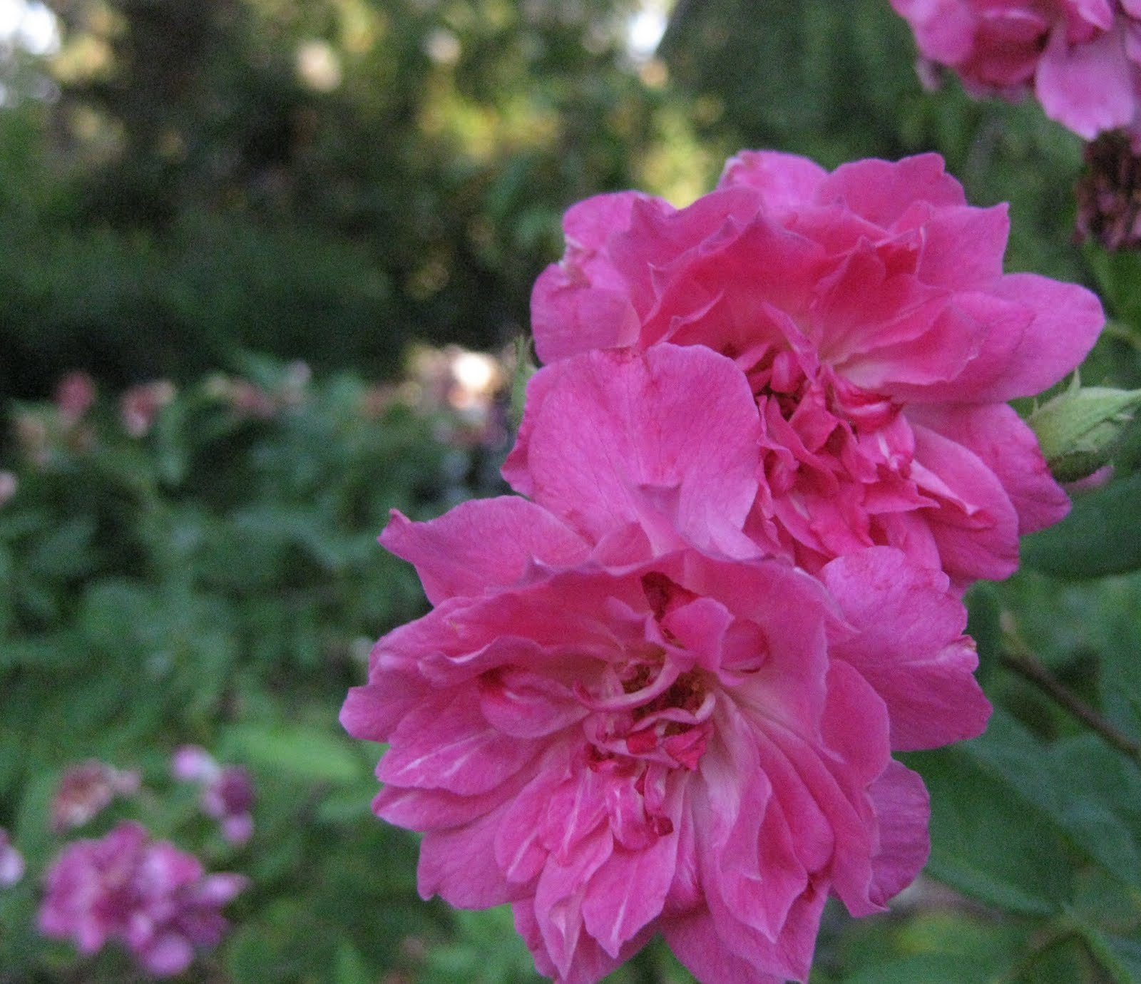 Growing A Garden In Davis: Garden Blogger Bloom Day September 2011