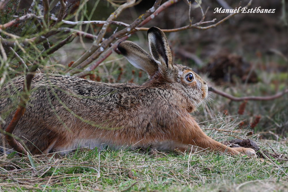 Miradas Cantábricas: Liebre de piornal (Lepus castroviejoi)