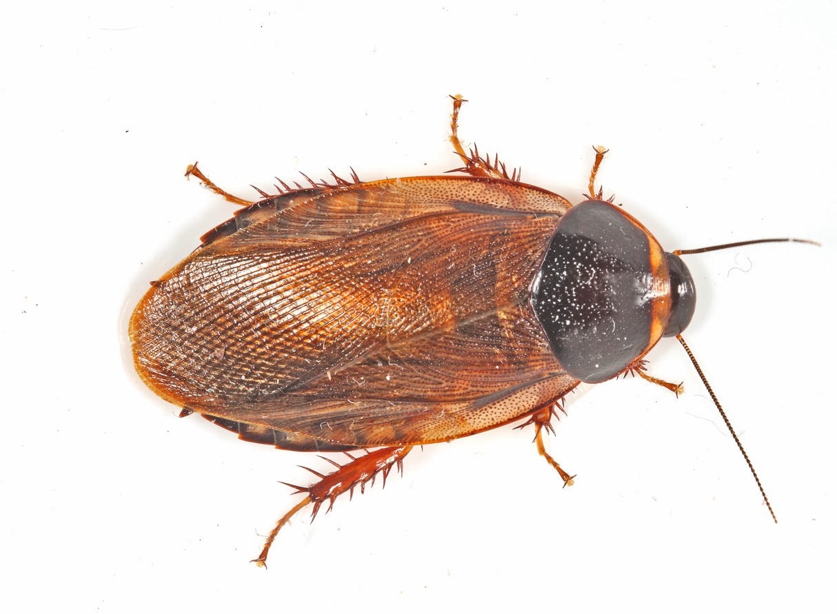 BunyipCo: The Surinam Cockroach