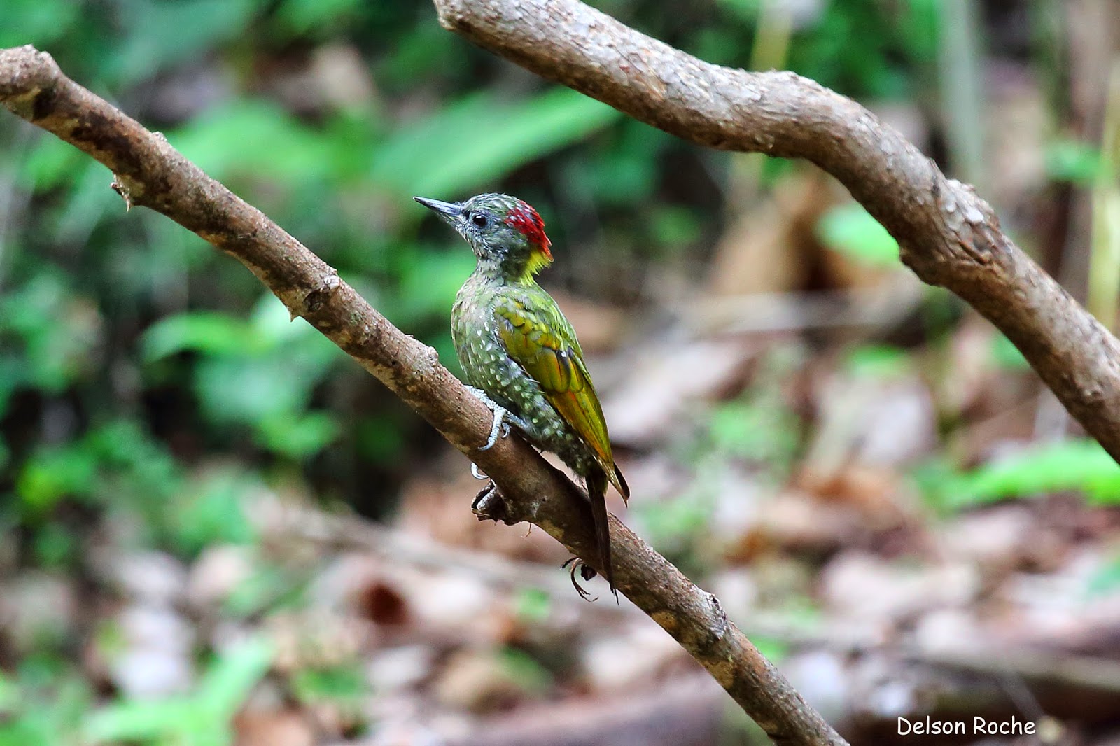 Friendly Animals: Lesser Yellow Naped Woodpecker