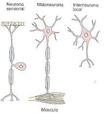 La neurona y su funcionamiento.