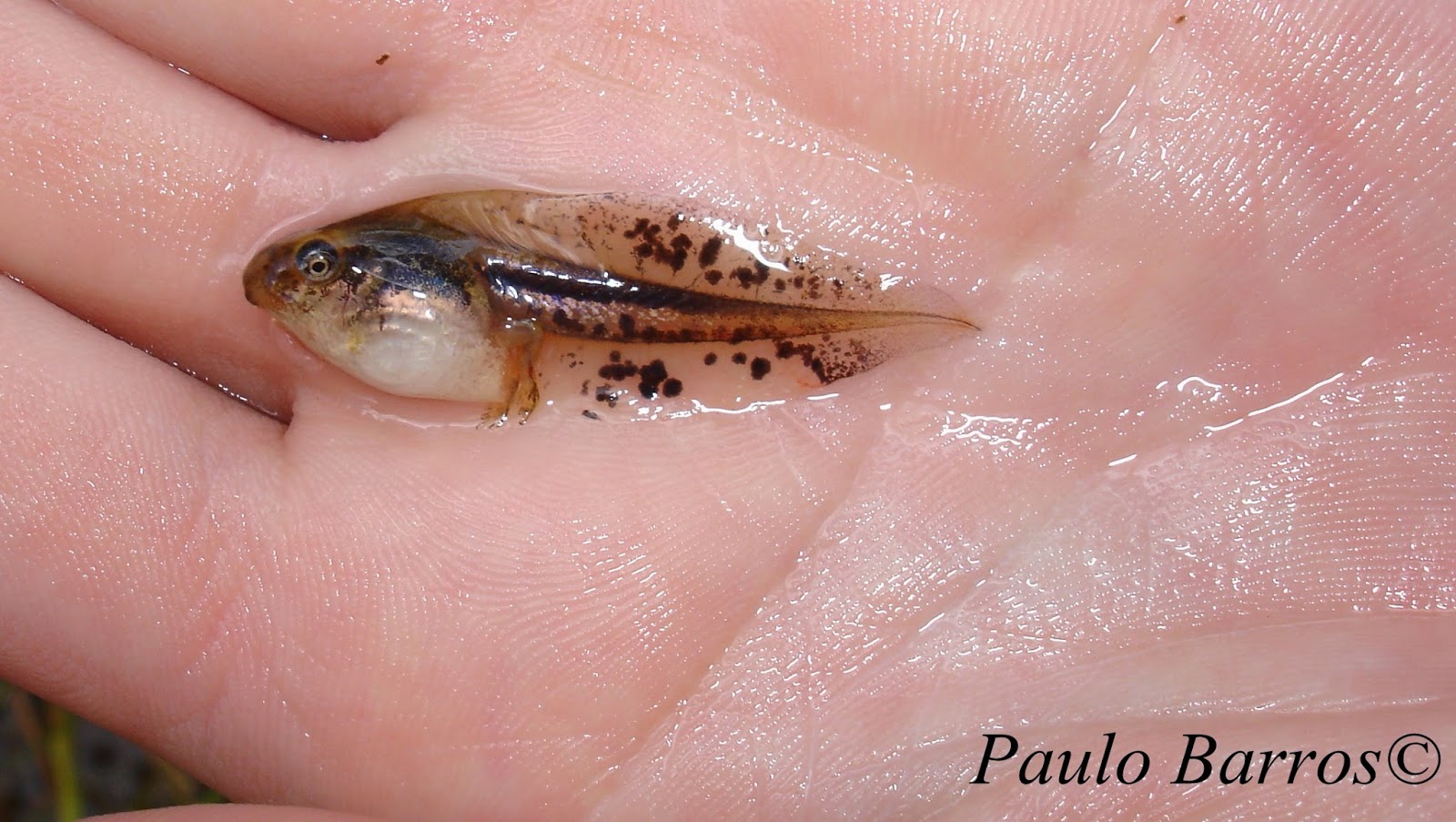UM DIA DE CAMPO: Chave dicotómica de larvas de anfíbios