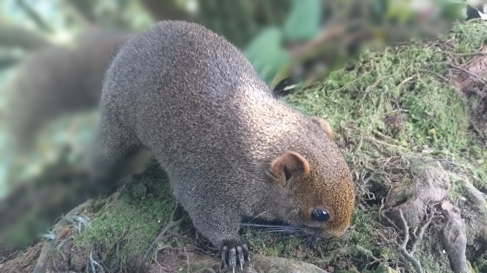 Cara saya ke Gunung Nuang melalui Pangsun, Hulu Selangor - Nothing to ...