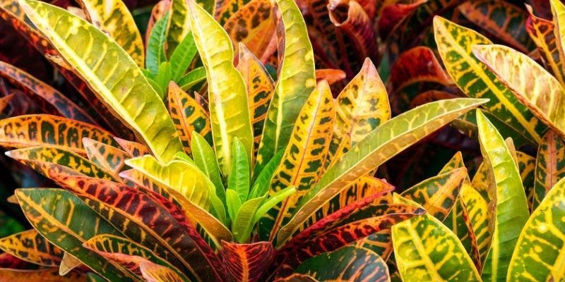 Ini Dia 9 Jenis Tanaman Puring yang Paling Populer Dipasaran! - rumah ...