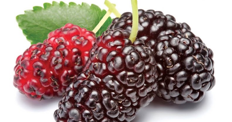 Manfaat Buah Arbei - Sehat Alami