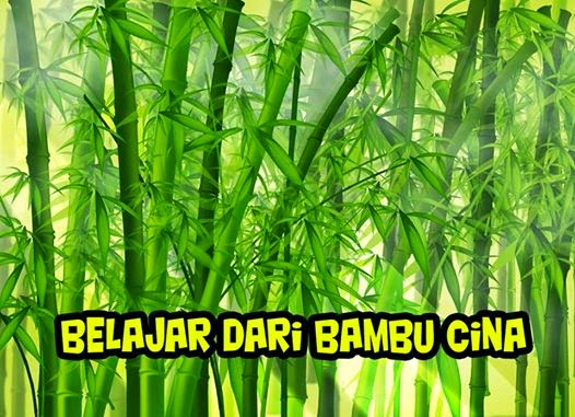 Belajar dari Bambu Cina ~ KAMPUSNYA KOPERASI