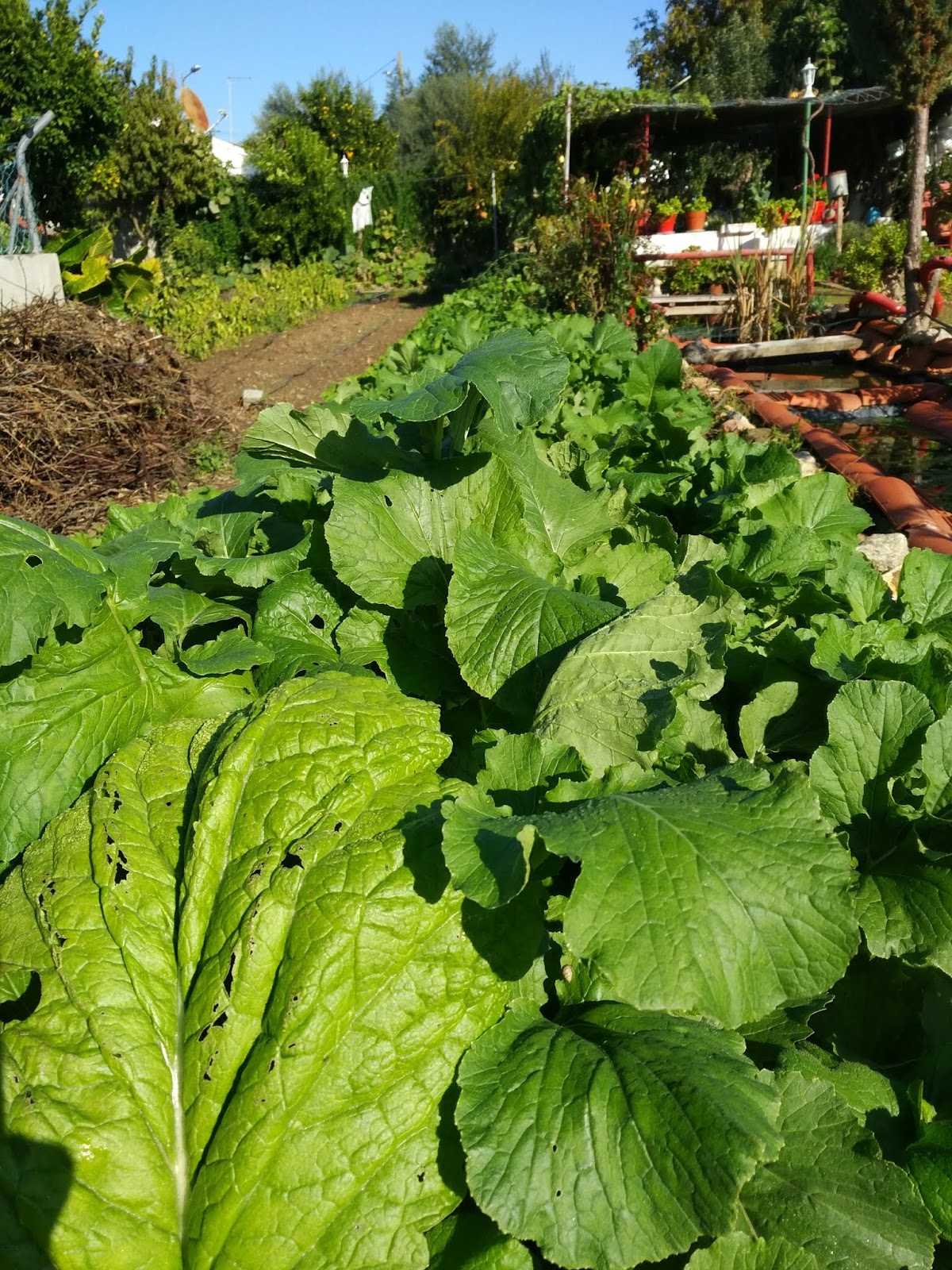 A HORTA DO JOÃO: Nabiça e nabos