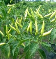 MENANAM CILI .... CILI PADI...