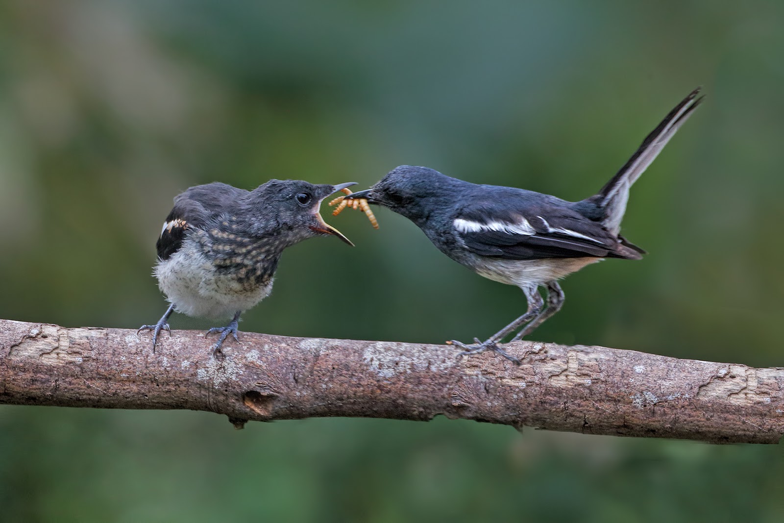 Fraser's Hill, Malaysia; Revisiting Stephen's Place