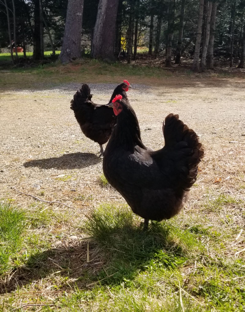 All about the Australorp Chicken Breed - Fresh Eggs Daily® with Lisa Steele