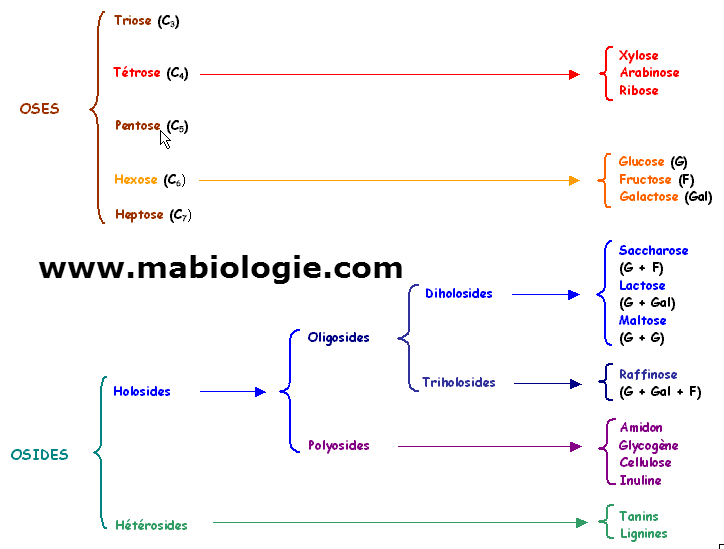 Classification des glucides - Biologie