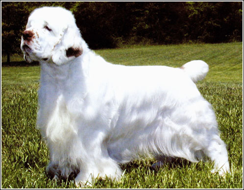 Cães & Cães: Clumber Spaniel - 04