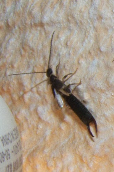 Nos Bêbêtes: pince oreille