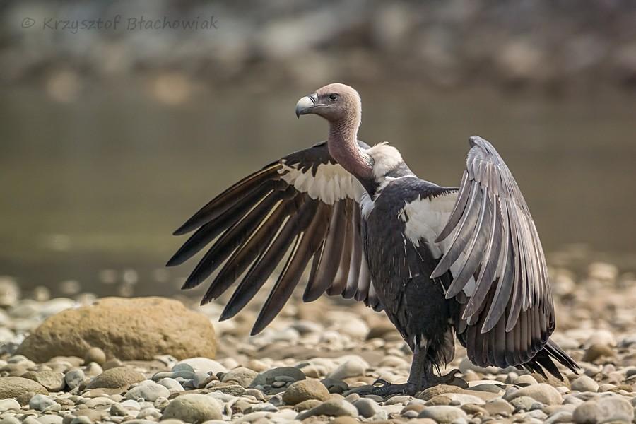 Old European culture: Double headed eagle