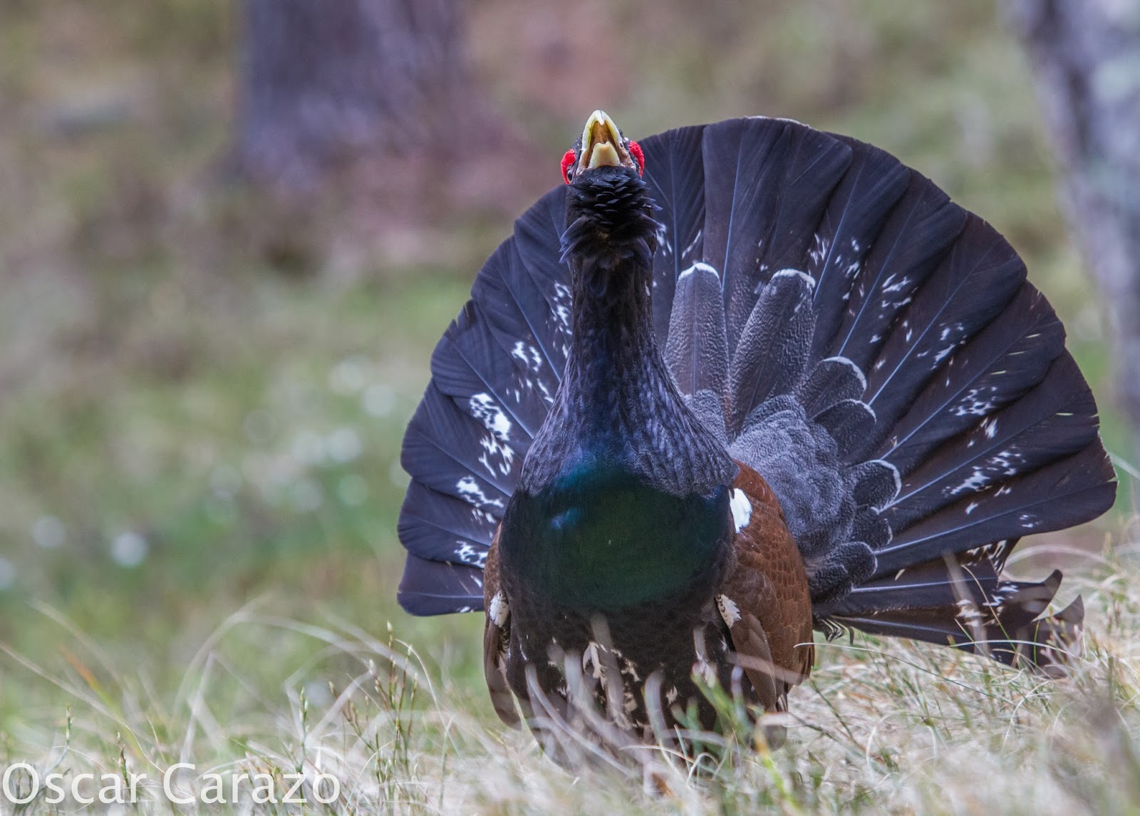 AVESANTURTZI: OTRO SUEÑO CUMPLIDO: UROGALLO PIRENAICO
