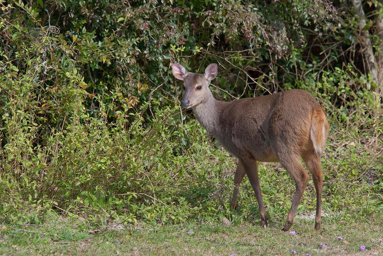 Mazama Gouazoubira Animals | Amazing Facts & Info | The Wildlife