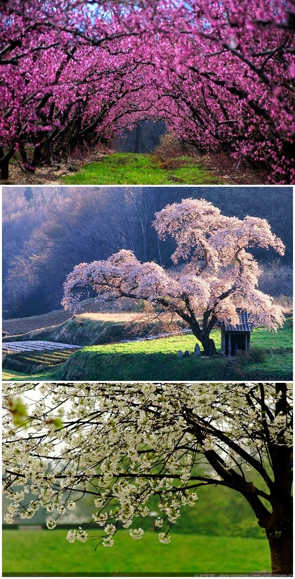 Martisoare Quilling: Pomul Inflorit – Fata cu Flori de Hârtie