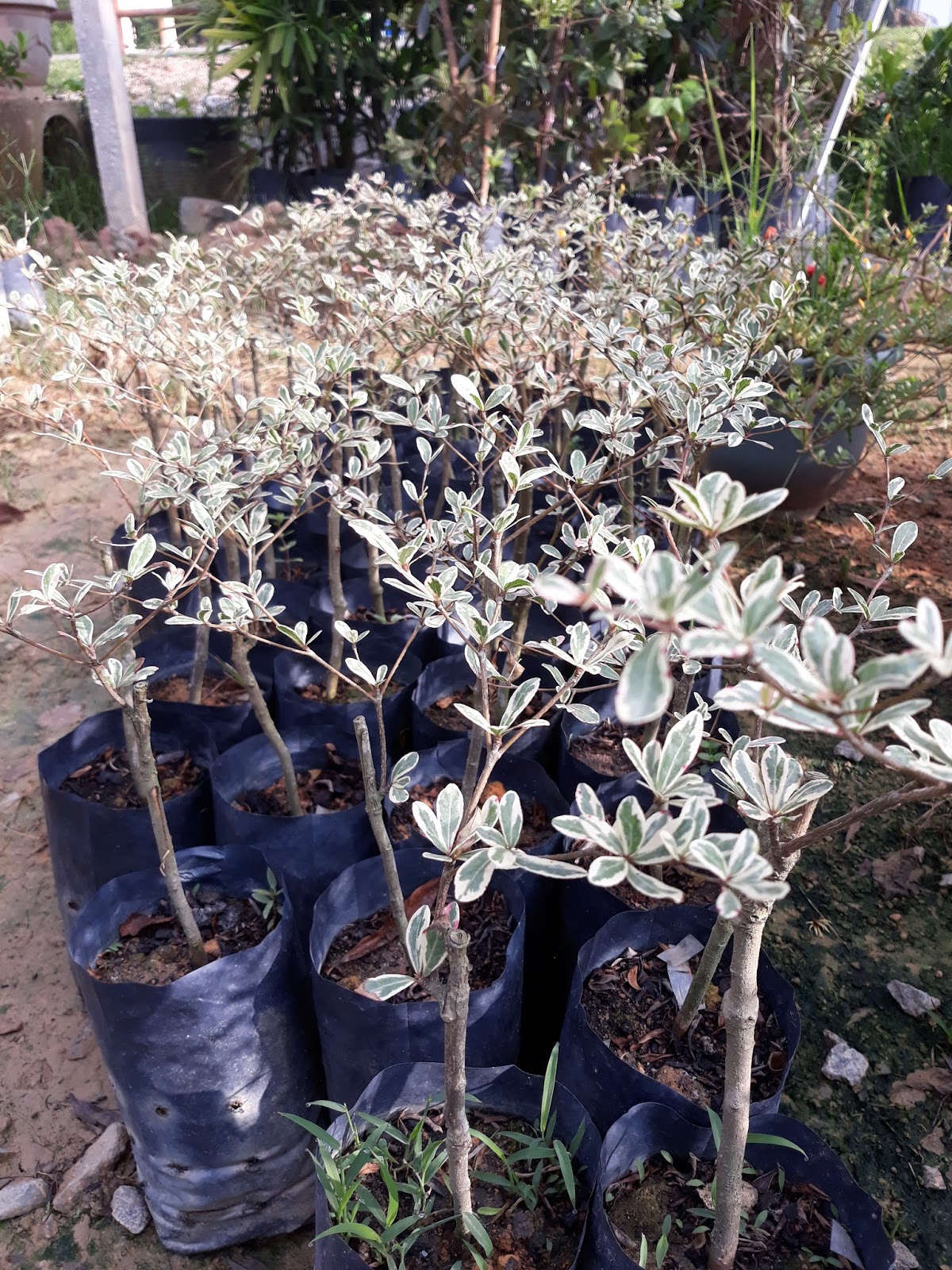 Cita Tani Nursery (NS015495-D): Benih Bucida Varigaeted / Molineti