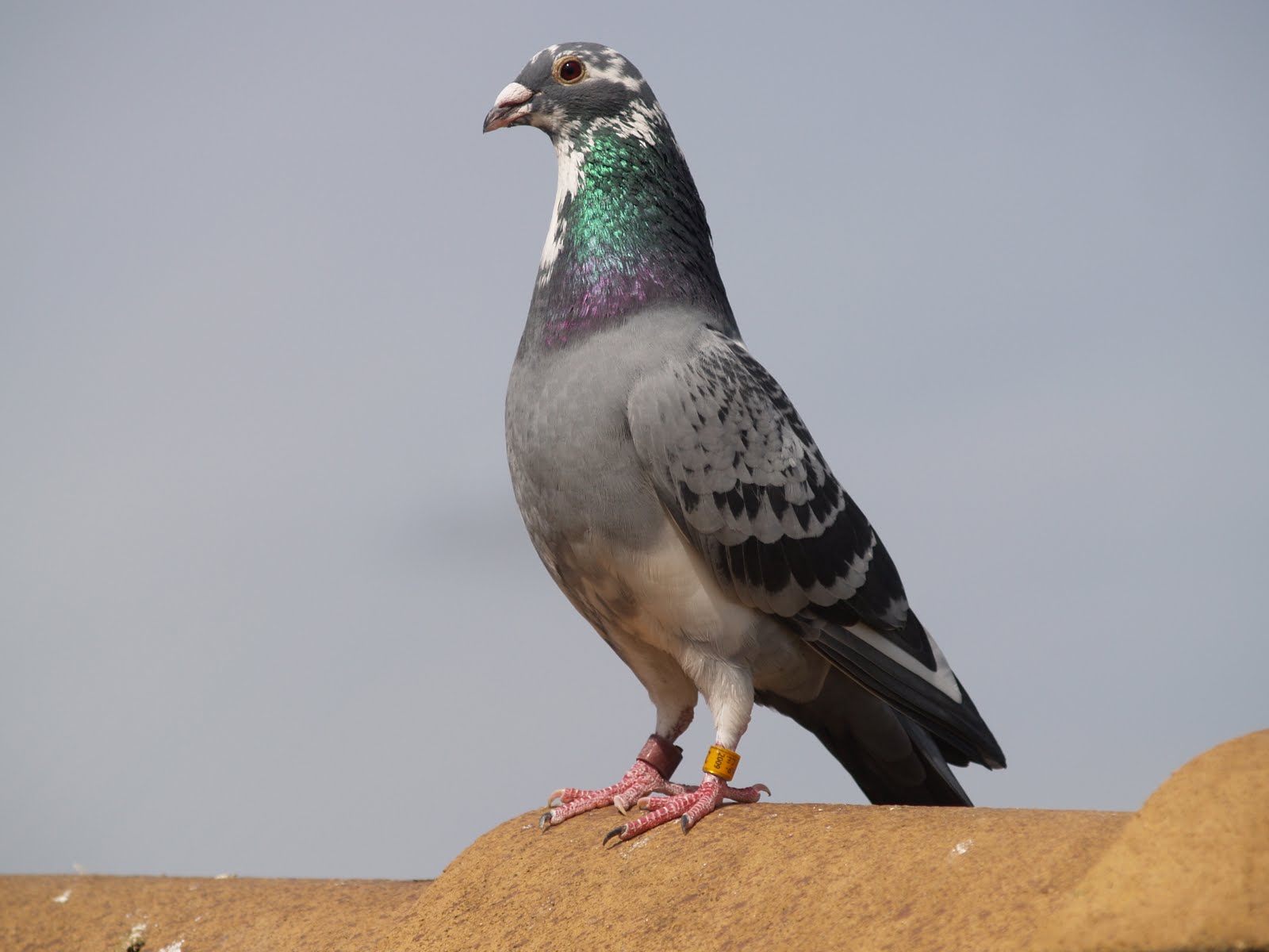 nieripigeons2-racing pigeons: Lograr unas Plumas nuevas y perfectas