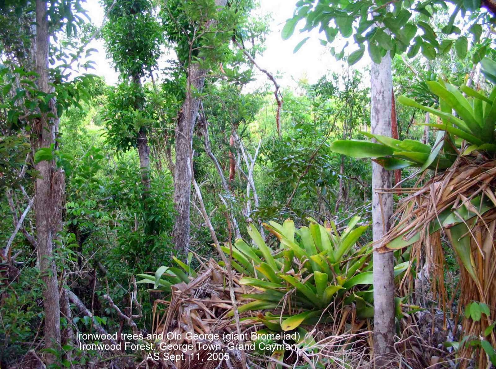 CaymANNature: Cayman PLANTS