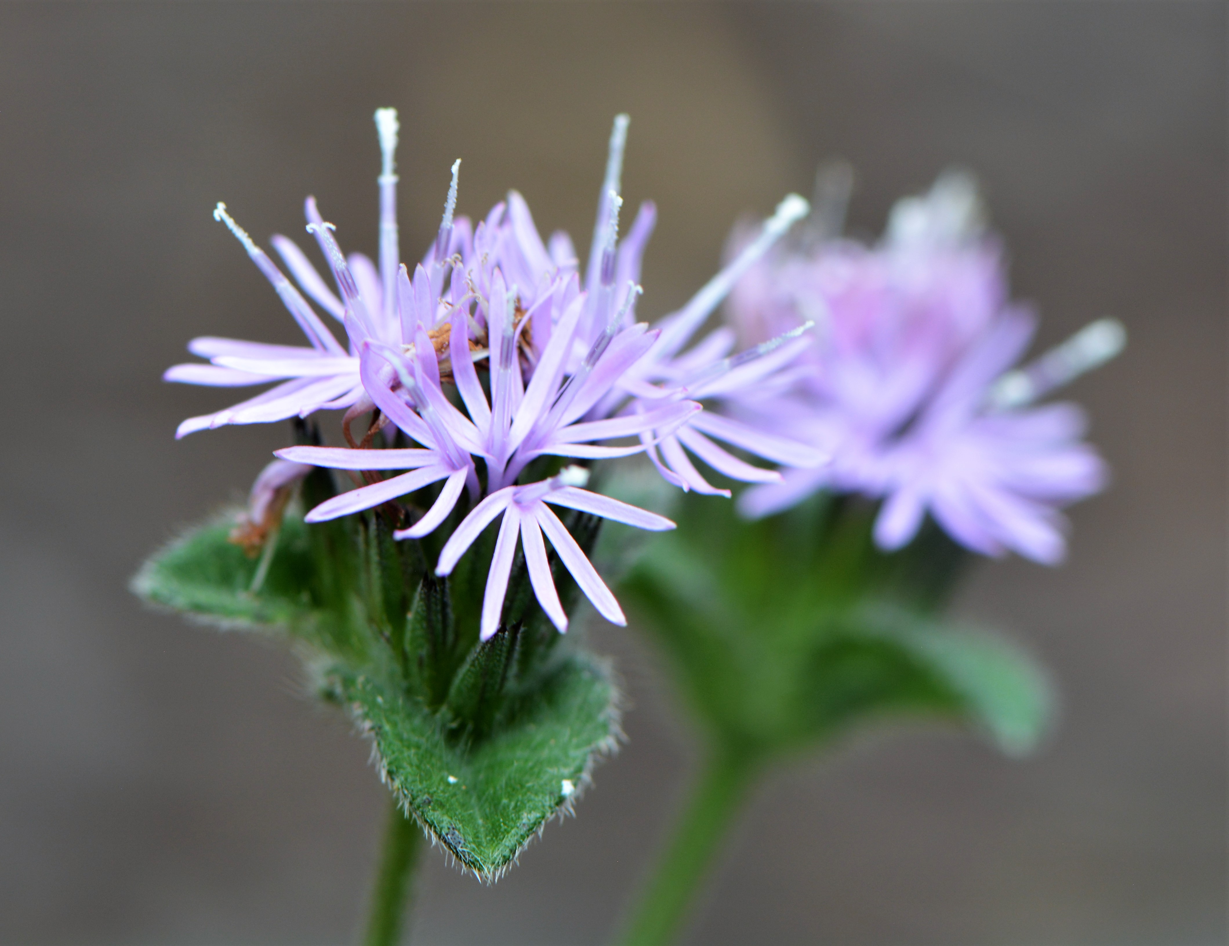 Wildflower Wednesday: Elephantopus tomentosus
