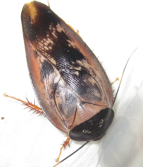 Invertebrate Dude: Pretty Pink Roach Male!