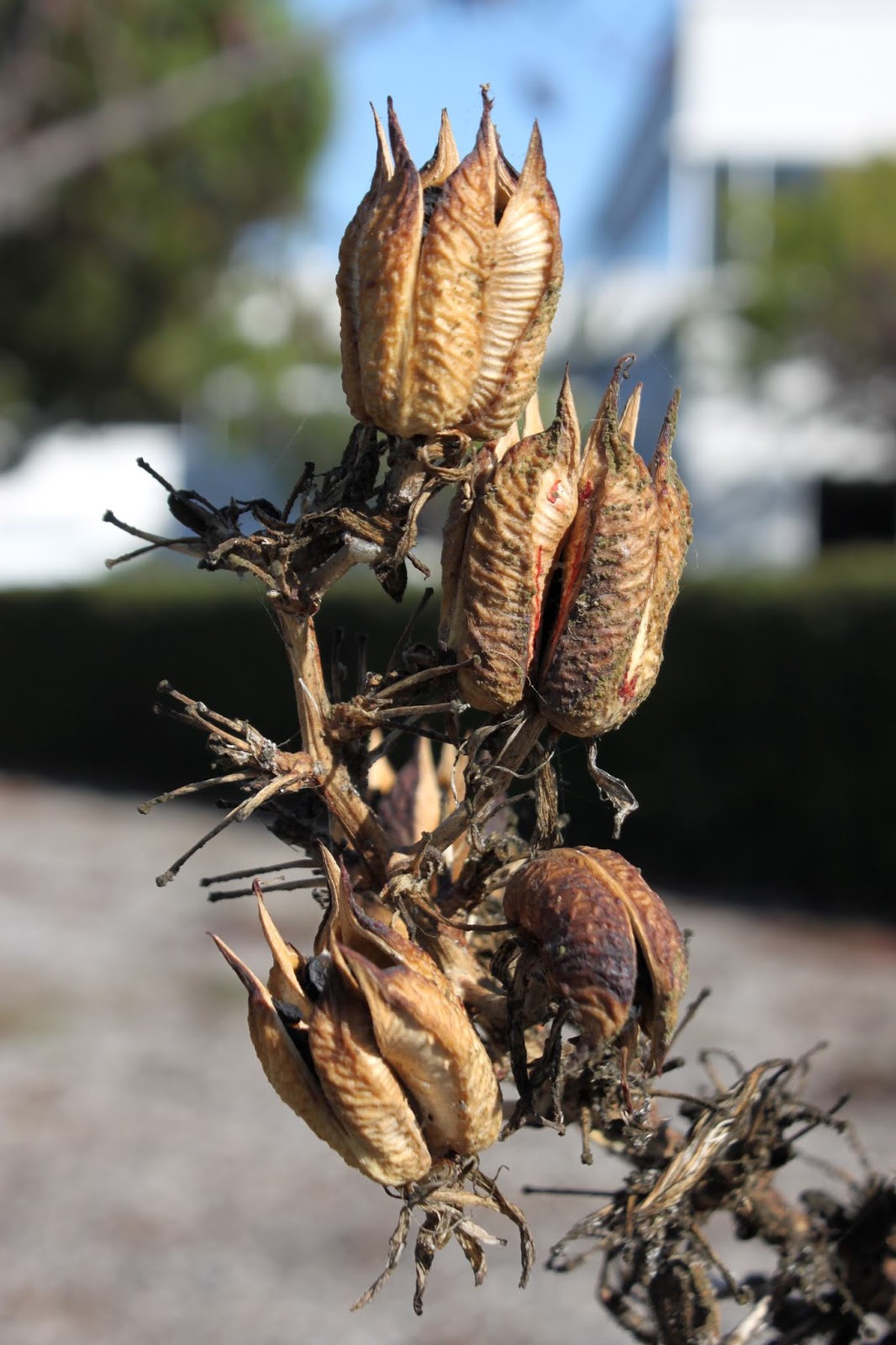 How I Grow Aloe from seed