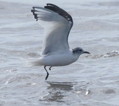 Ceredigion Birds: Legless birds.