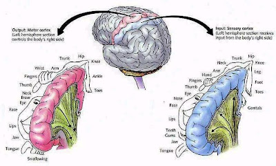 Head of Neuroscience