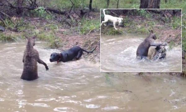 Impactante: canguro vs. perro (VIDEO) - ENTERATE!