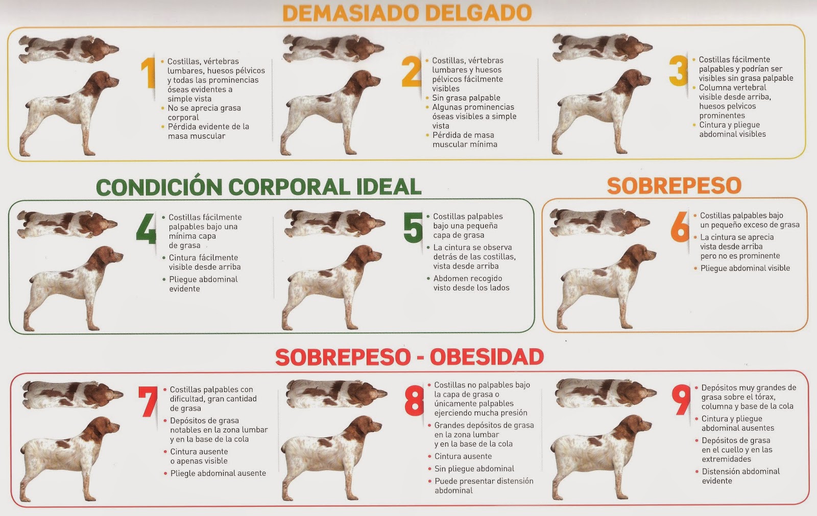 Clinica Veterinaria Torreblanca: ALIMENTACIÓN Y OBESIDAD EN LAS MASCOTAS.