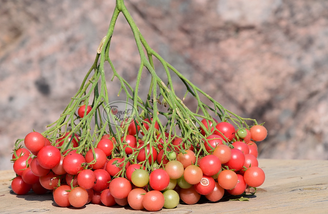 Helenes Tomater: Rose Quartz Multiflora