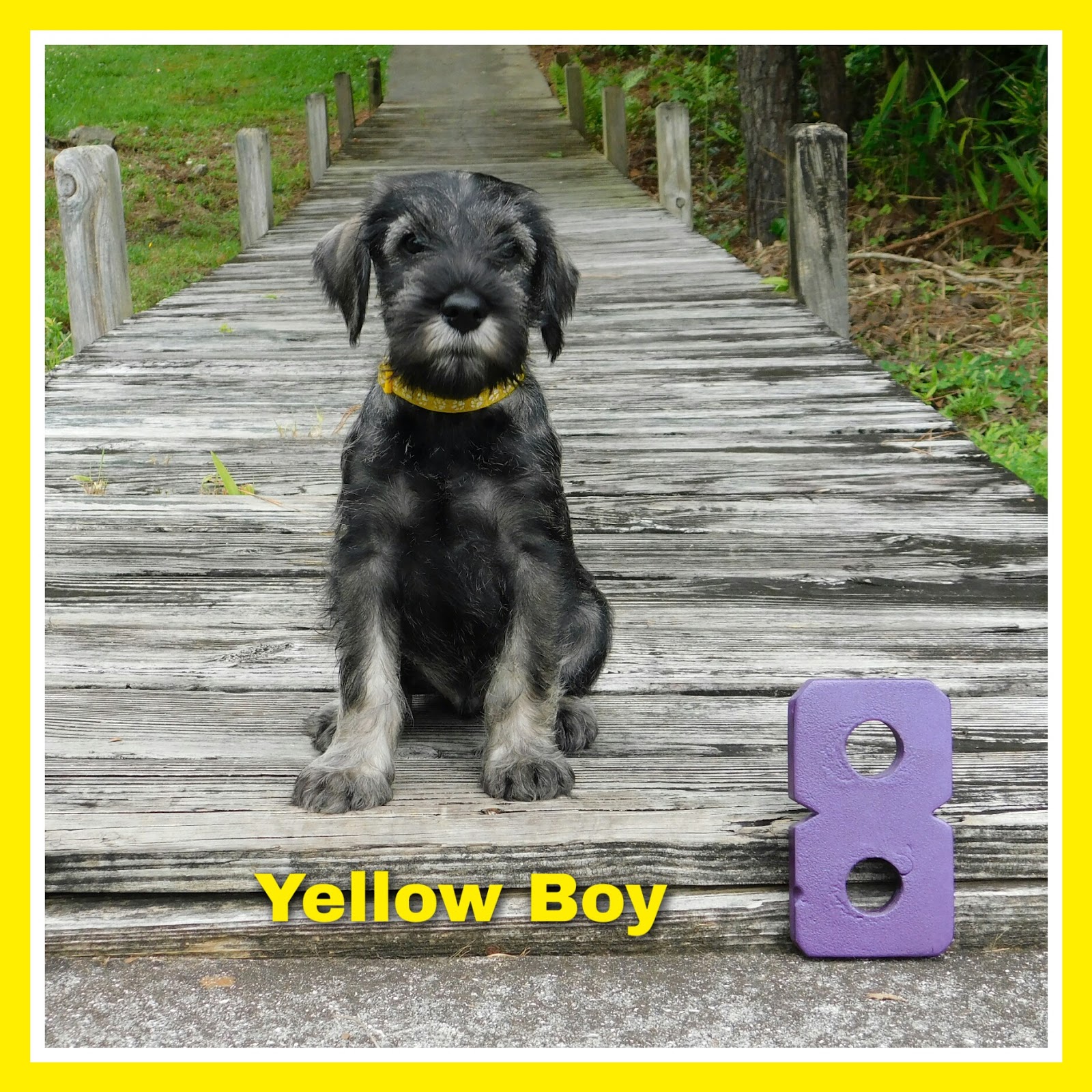 McElyea's McSchnauzers - STANDARD SCHNAUZERS: OS Yellow Boy