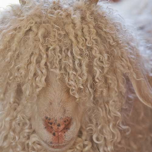 Hibiscus House: Angora Goats